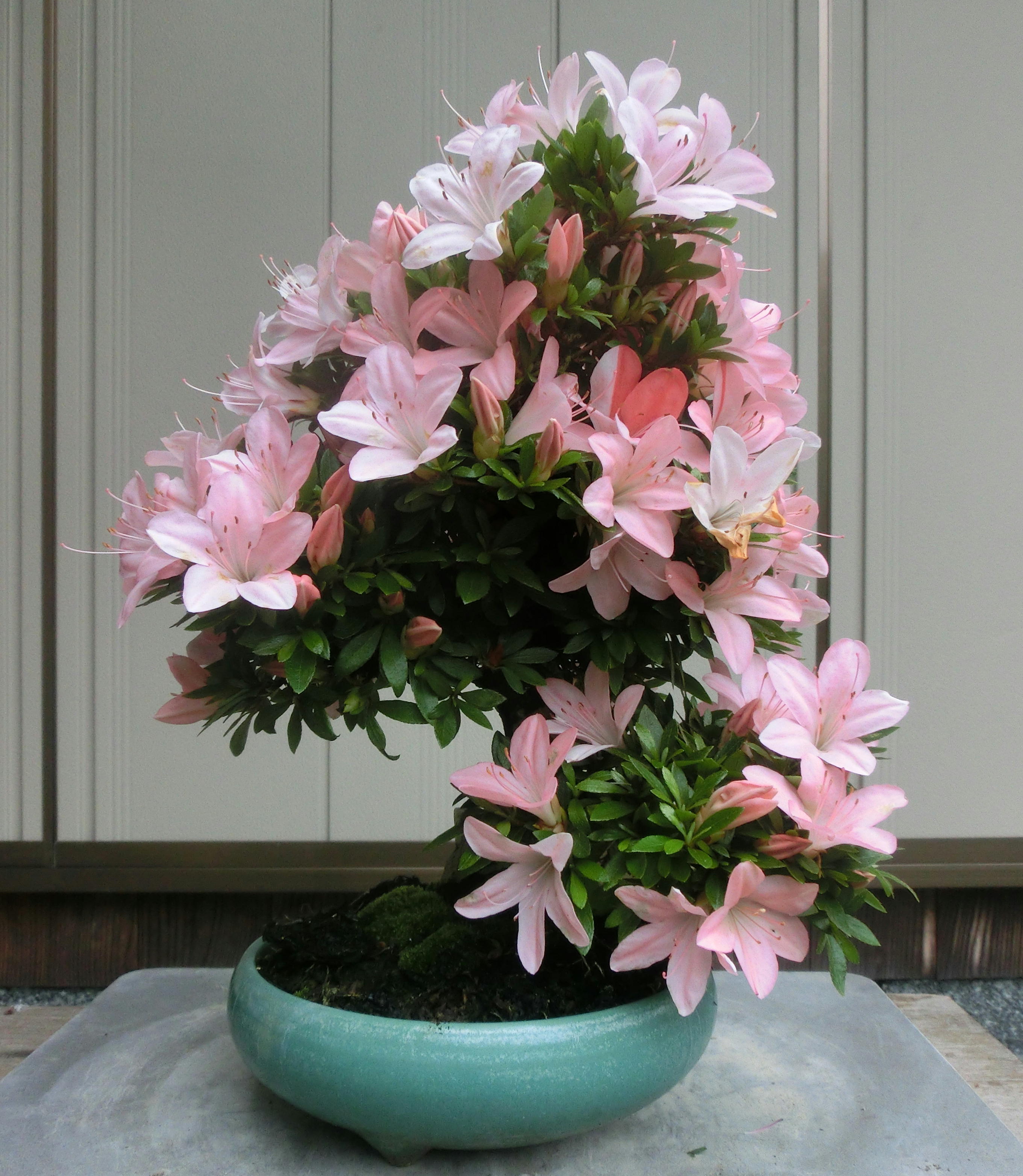 I would like to introduce some beautiful photos of satsuki flowers ...