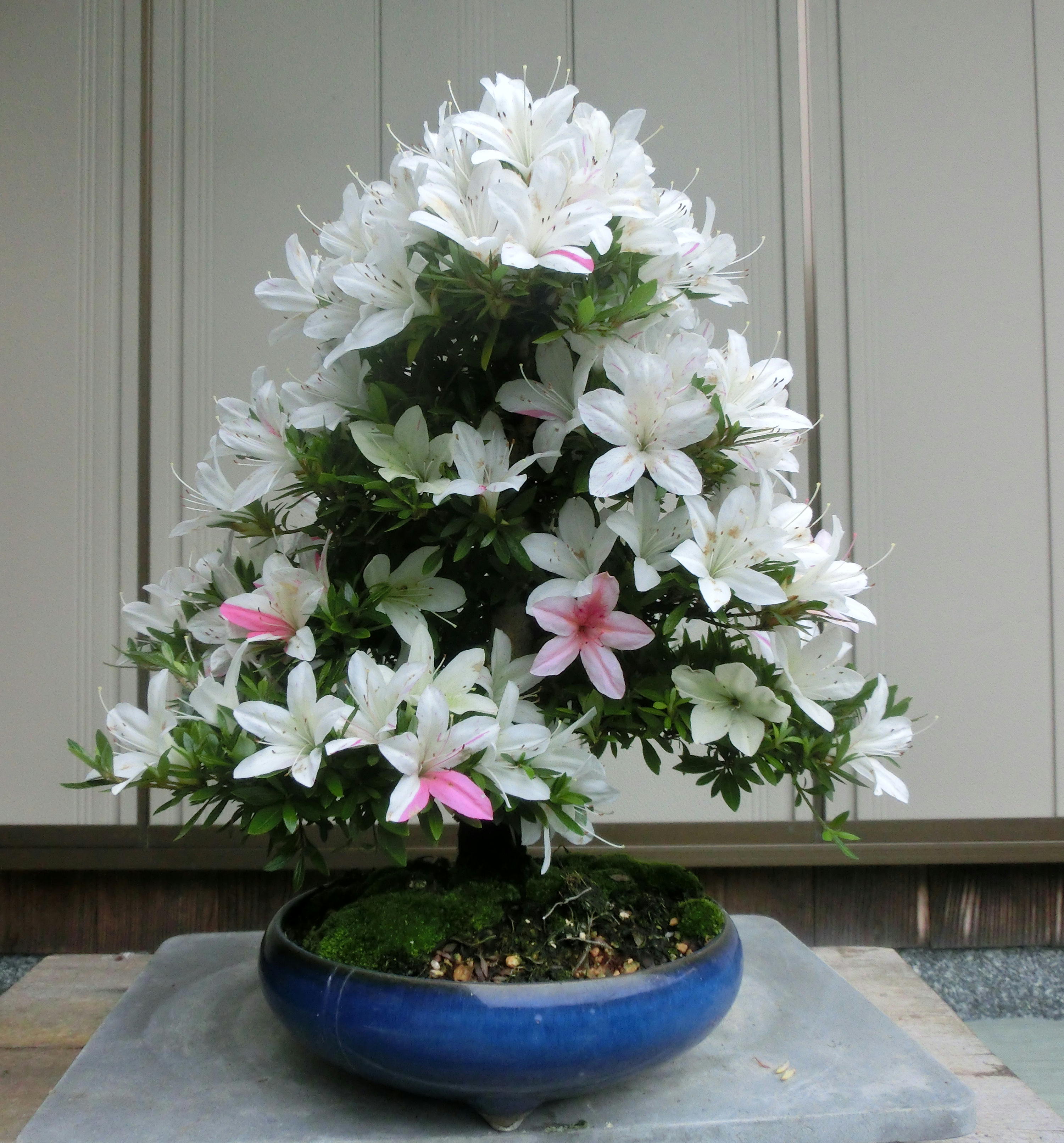 I would like to introduce some beautiful photos of satsuki flowers ...