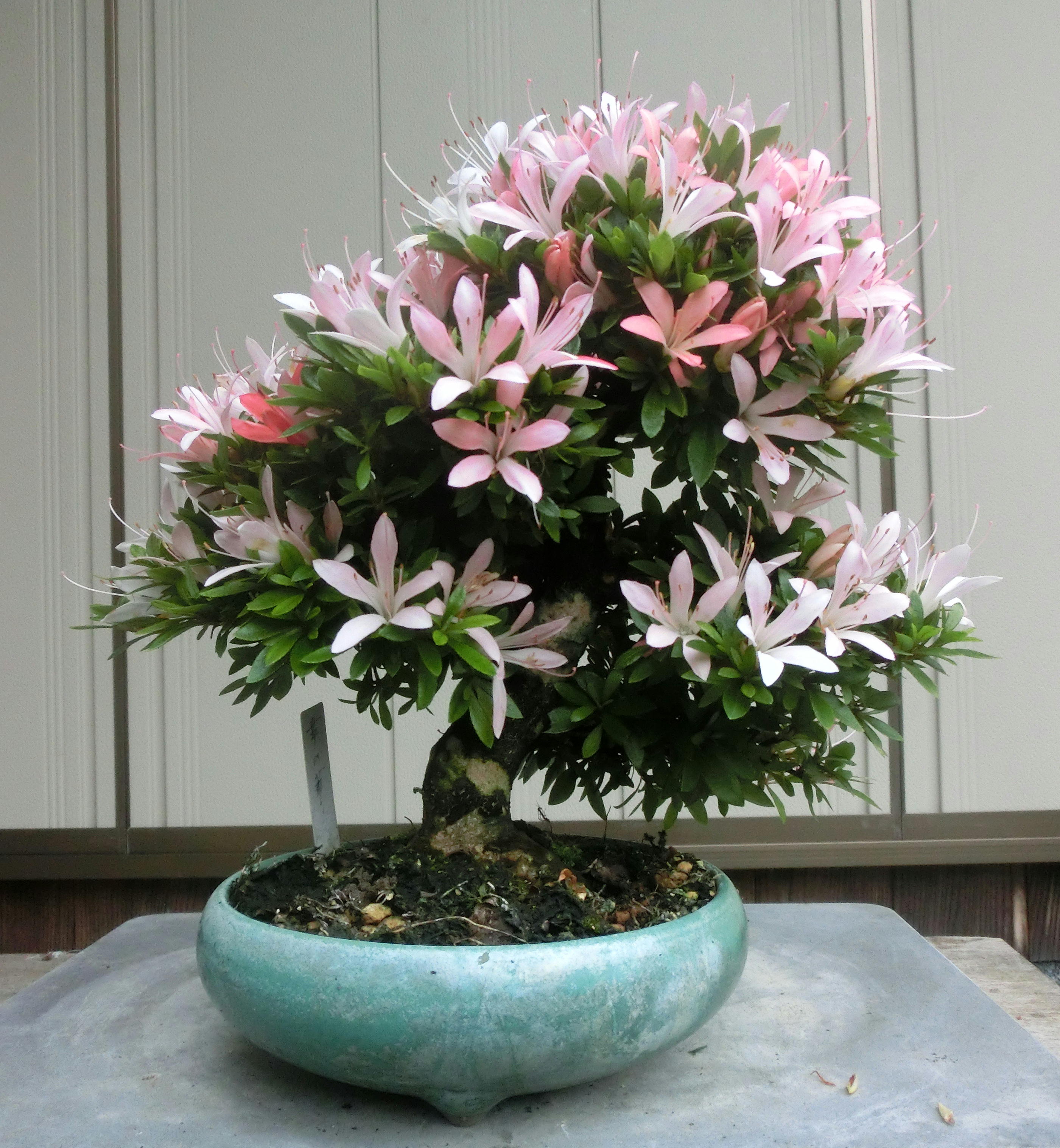 I would like to introduce some beautiful photos of satsuki flowers ...